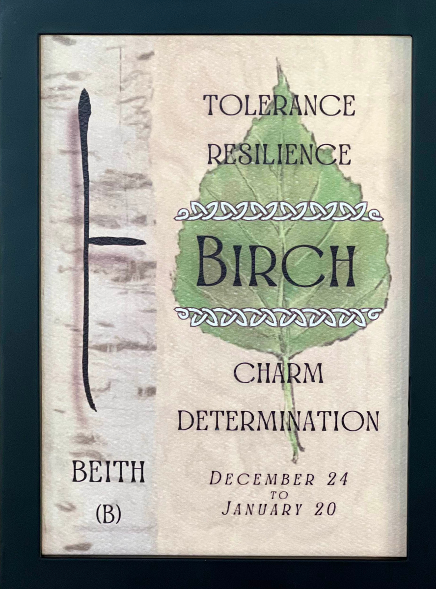 Birch Tree & Ogham Letter Beith | Celtic Tree Astrology – OghamArt