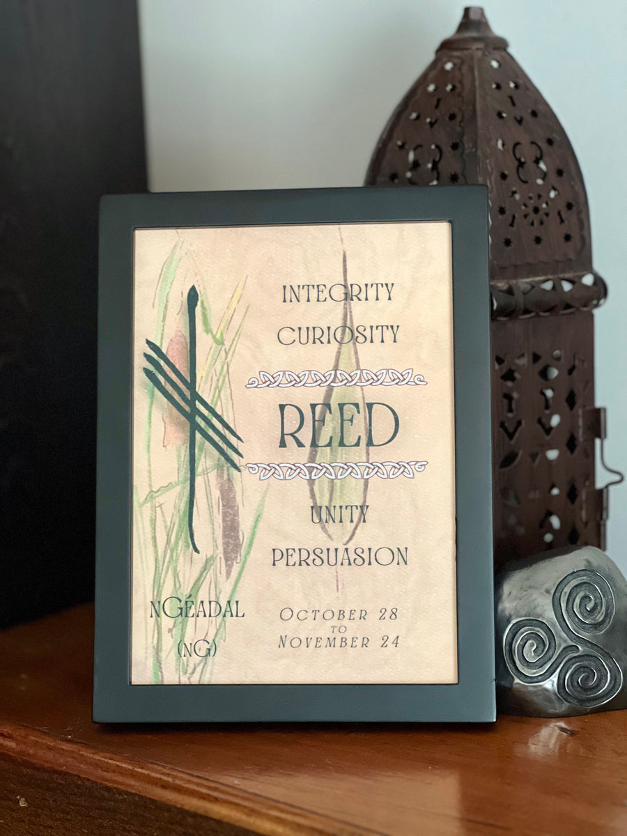 Reed & Ogham Letter nGéadal | Celtic Tree Astrology – OghamArt