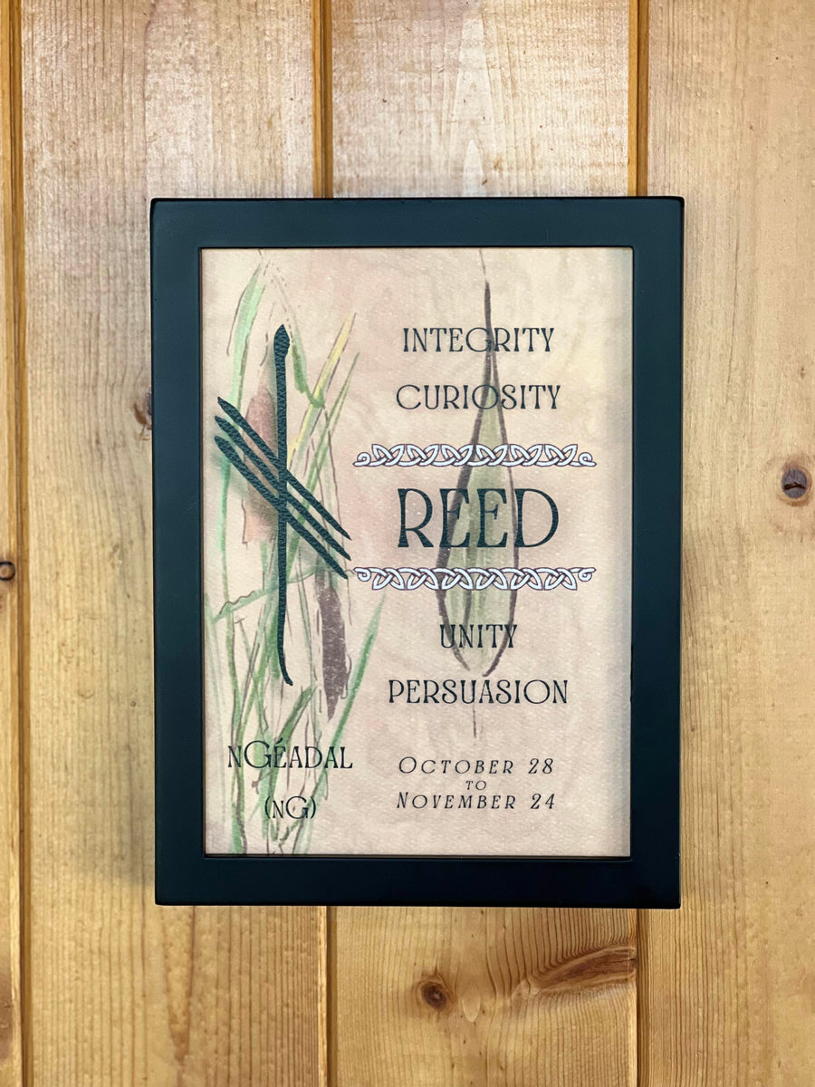 Reed & Ogham Letter nGéadal | Celtic Tree Astrology – OghamArt